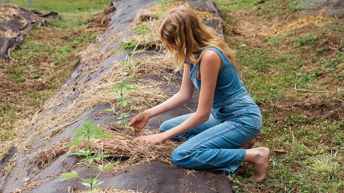 Dr Chill Organic Hemp Oil - about us | Dr Chill