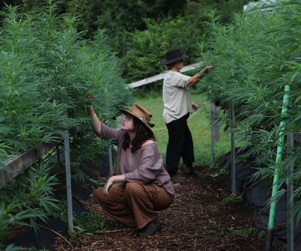 Dr Chill Organic Hemp Oil - about us